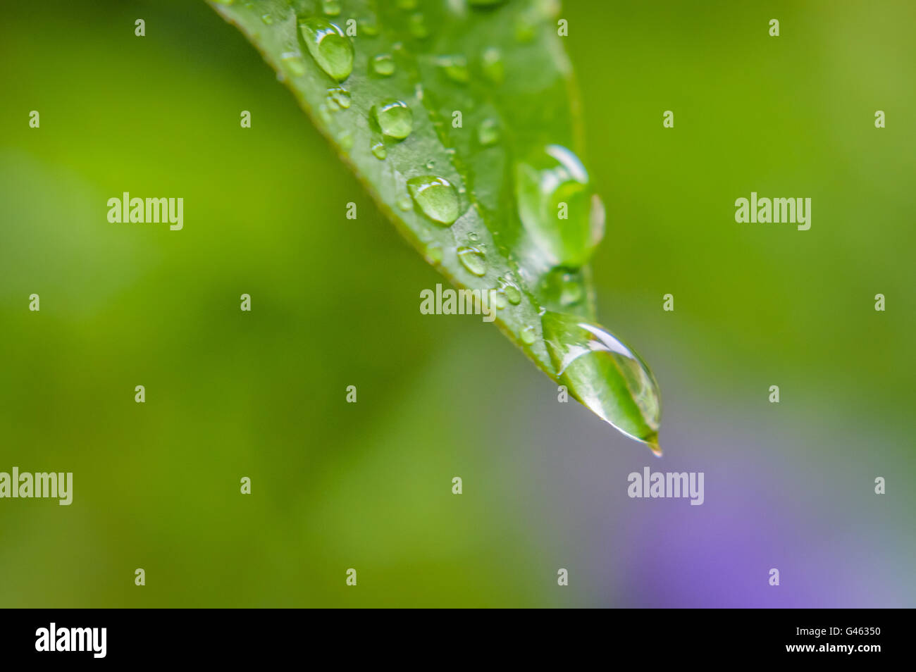 big raindrops falling from a leaf Stock Photo - Alamy