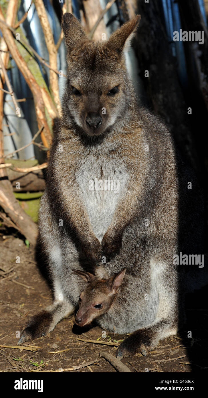 News animals wallaby hi-res stock photography and images - Alamy