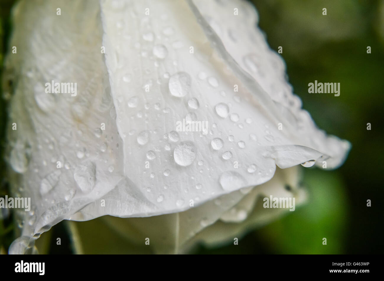 Rose flower and raindrops close up image hi-res stock photography and ...