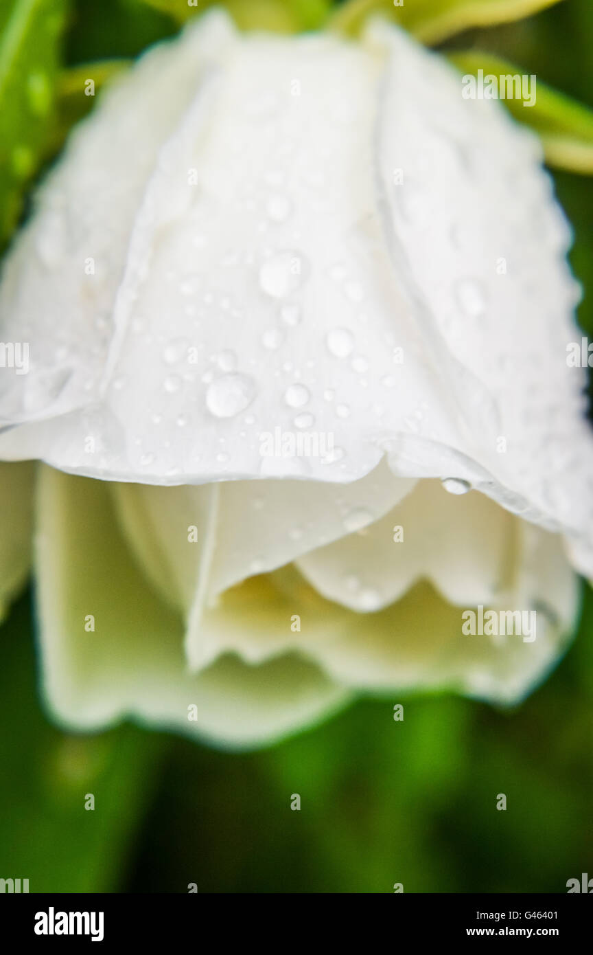 Rose flower and raindrops close up image hi-res stock photography and ...
