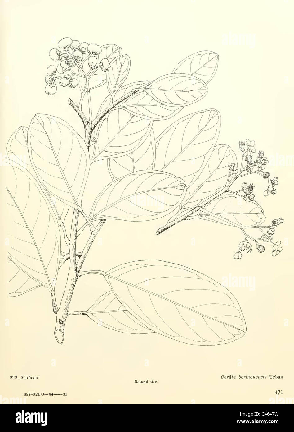 Common trees of Puerto Rico and the Virgin Islands Stock Photo - Alamy