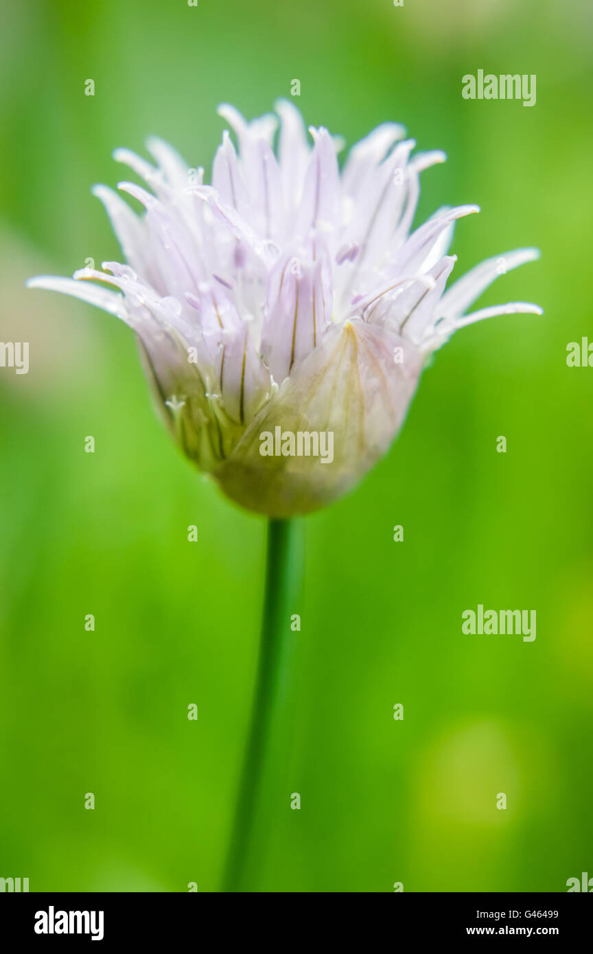 fresh chive flower with raindrops close up - Allium schoenoprasum Stock ...