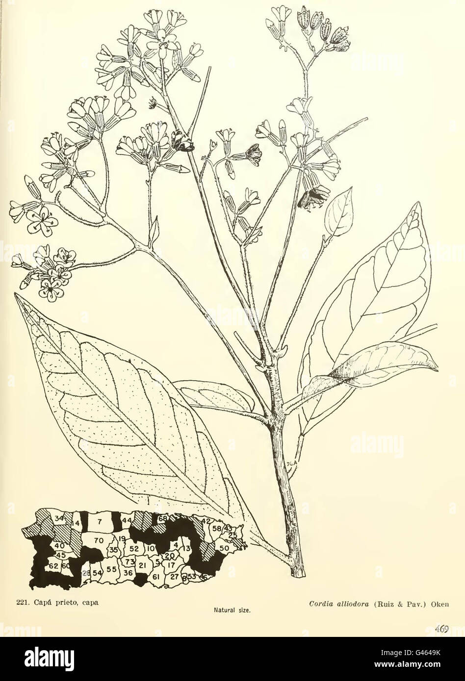 Common trees of Puerto Rico and the Virgin Islands Stock Photo - Alamy