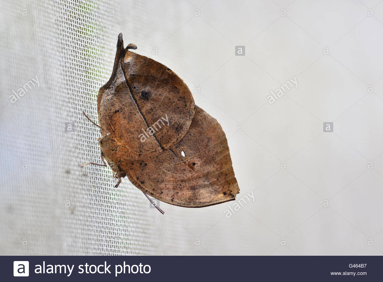 Kallima Butterfly Stock Photos & Kallima Butterfly Stock Images - Alamy