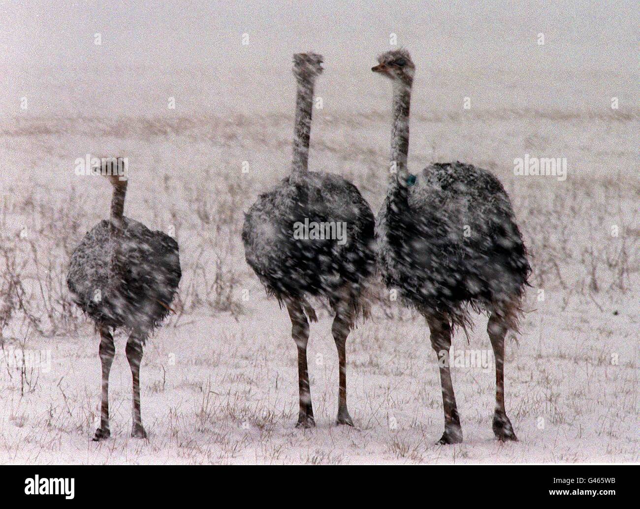 Unable to bury their heads in the sand, these Ostrich find standing out ...