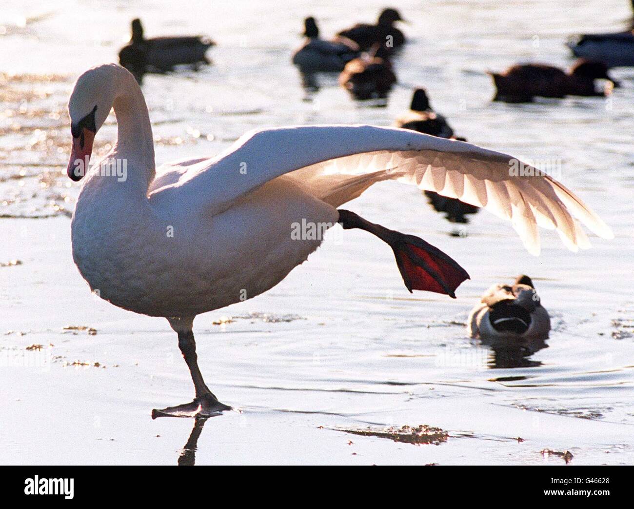 WEATHER Cold swan Stock Photo - Alamy