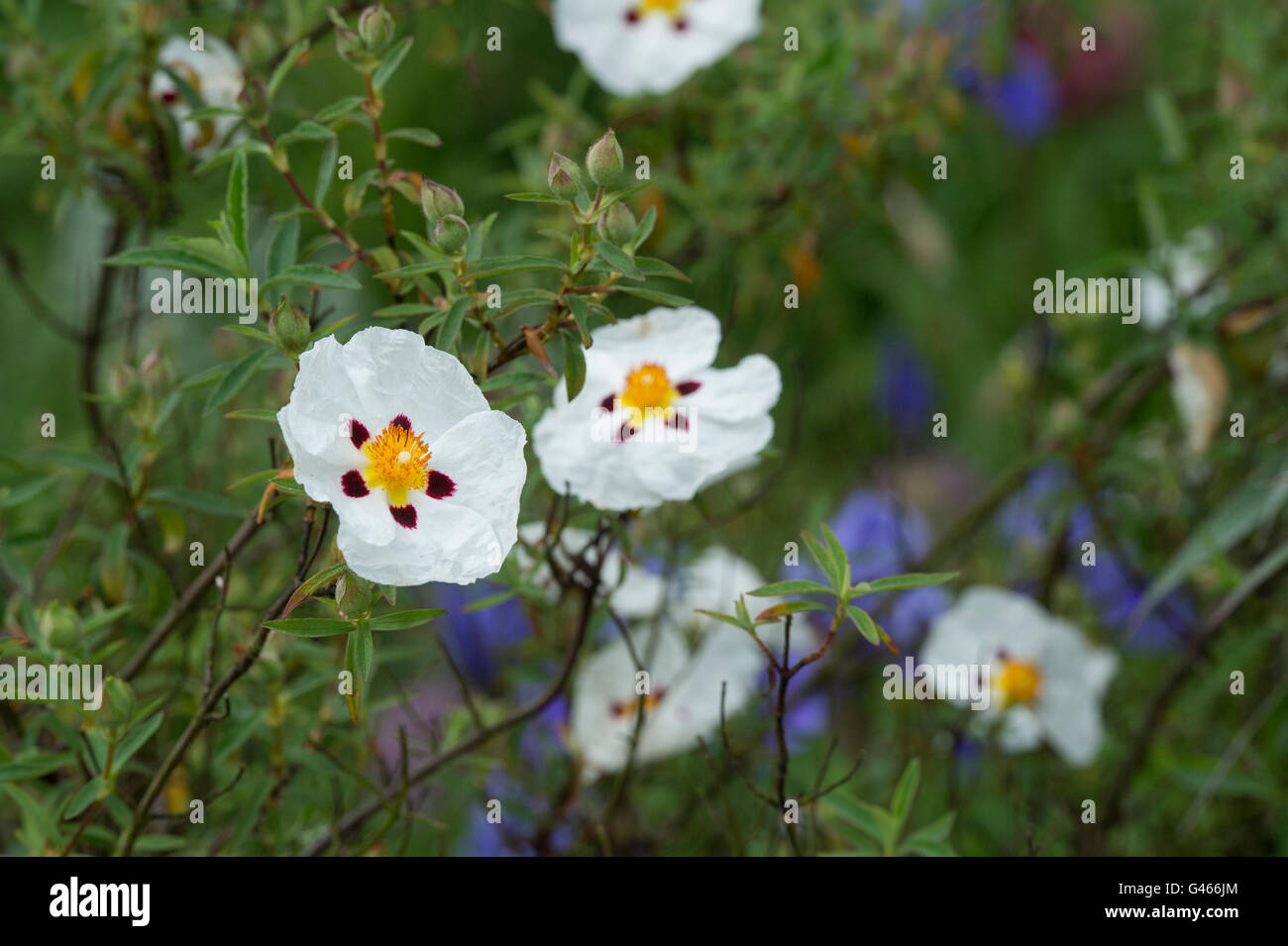 Cistus x Laxus 'Snow white'. Rock rose 'Snow white' flowers Stock Photo ...
