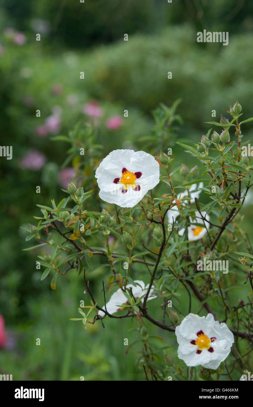 Cistus x Laxus 'Snow white'. Rock rose 'Snow white' flowers Stock Photo ...