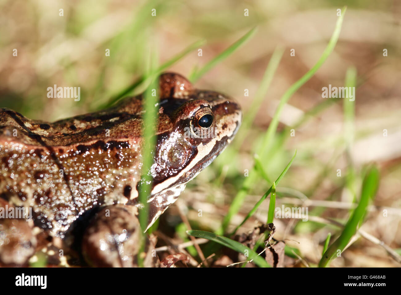 Grass frog toad in hi-res stock photography and images - Alamy