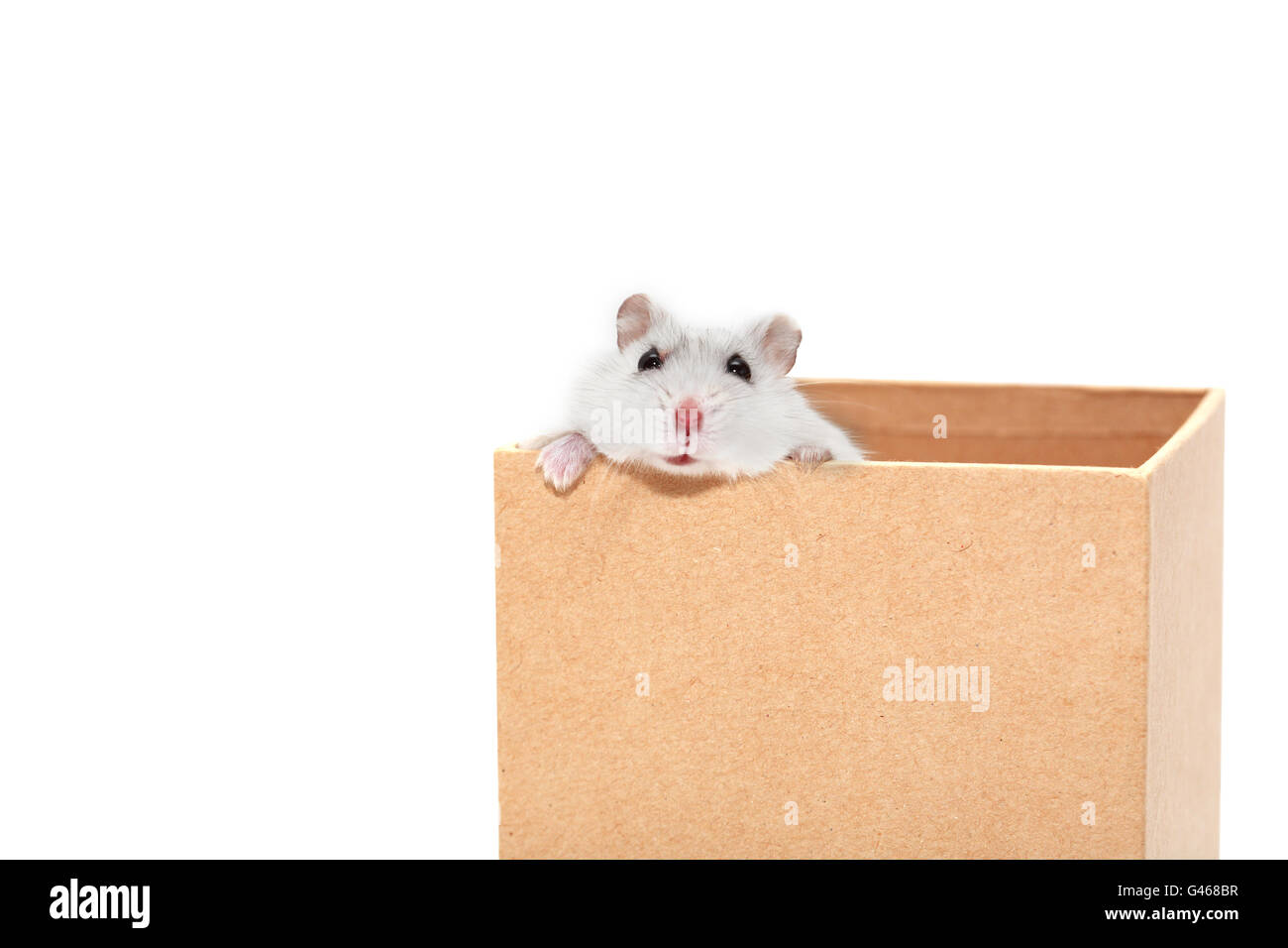 Hamster escape from cardboard box on white background Stock Photo - Alamy