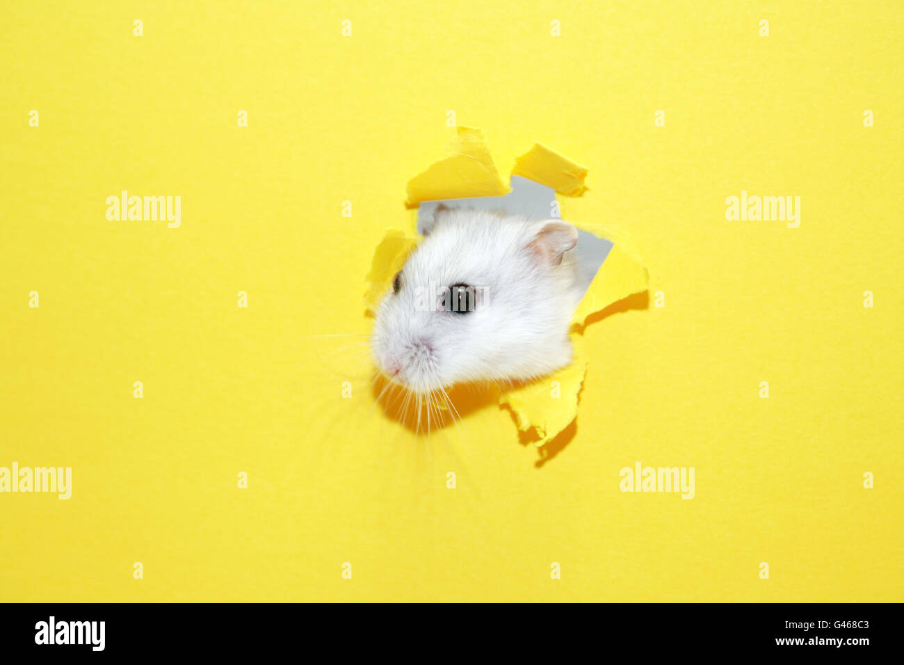 Escape concept. Funny white hamster head inside hole in yellow paper ...