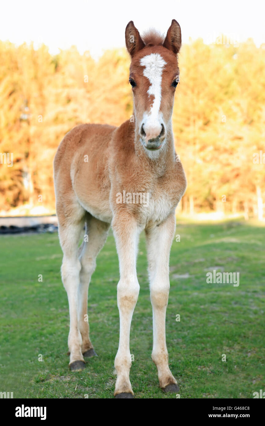 Beautiful colt with sprawling legs outdoor looking at camera Stock ...