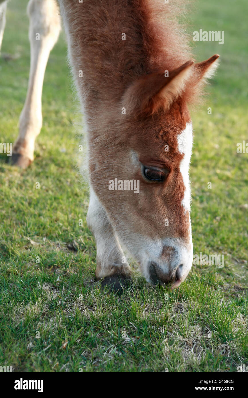 Beautiful colt hi-res stock photography and images - Alamy