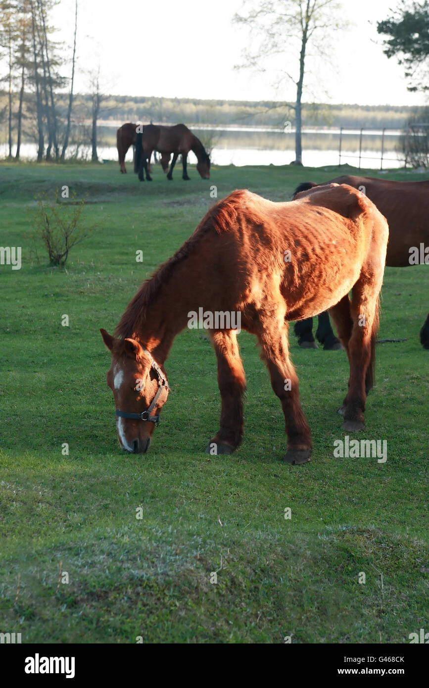 Animal farm sunset hi-res stock photography and images - Alamy