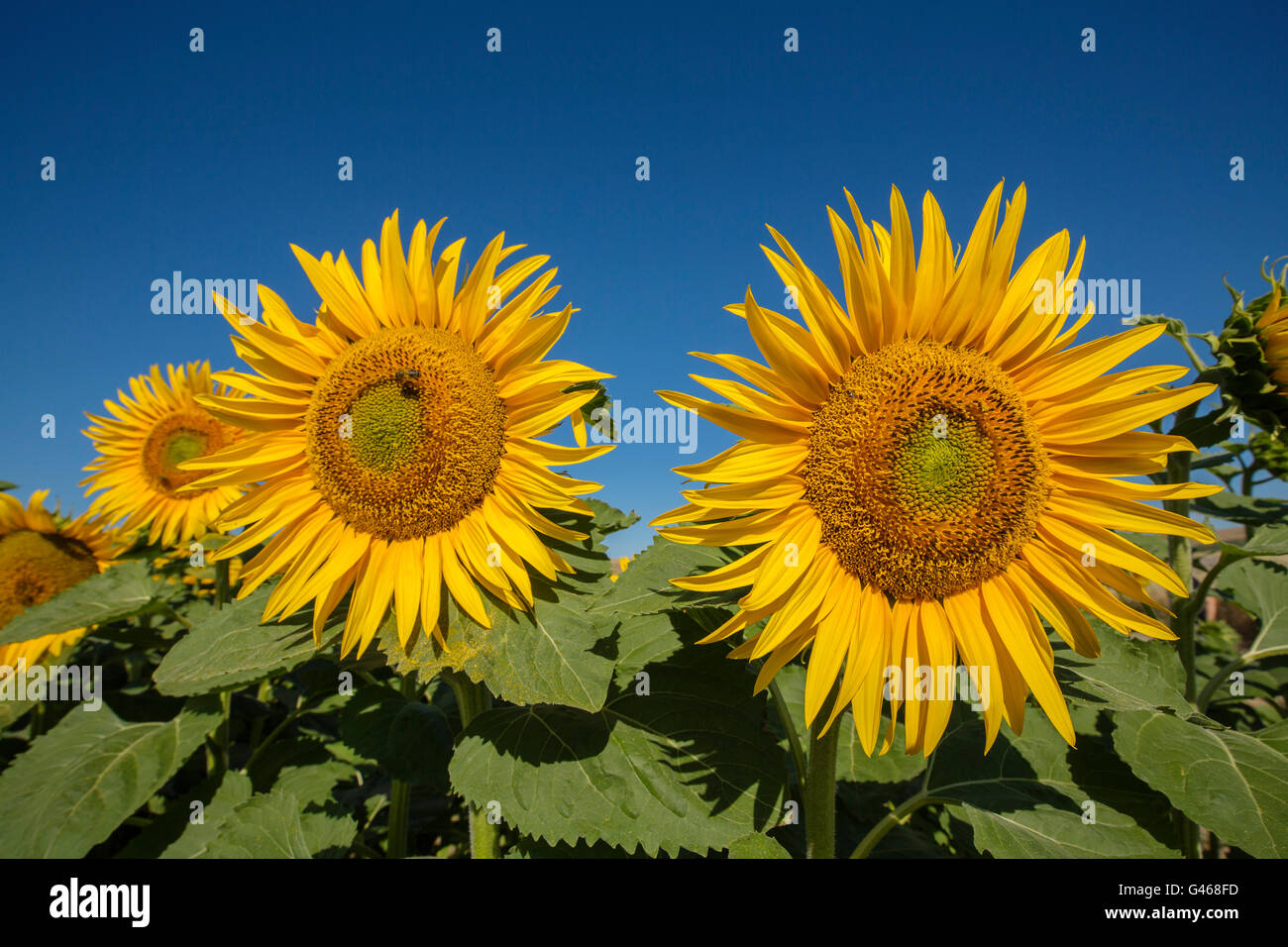 Helianthus annuus. Sunflowers field Cordoba province, Andalusia, Spain ...
