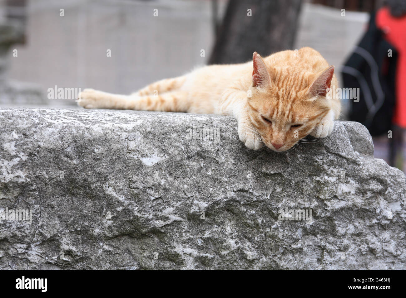 Ginger cat lying on ancient gray marble plate Stock Photo - Alamy