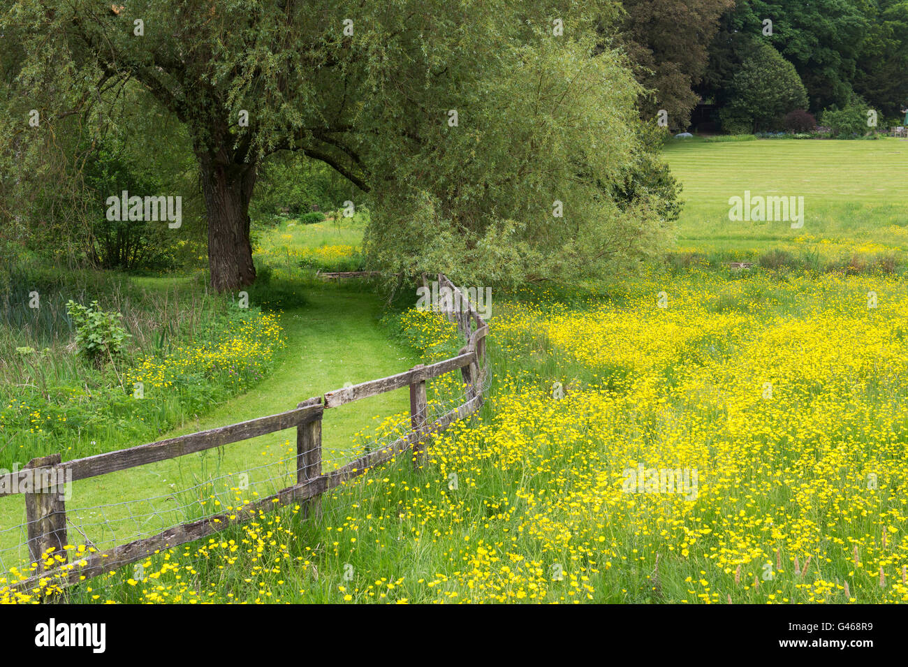 English buttercup hi-res stock photography and images - Alamy