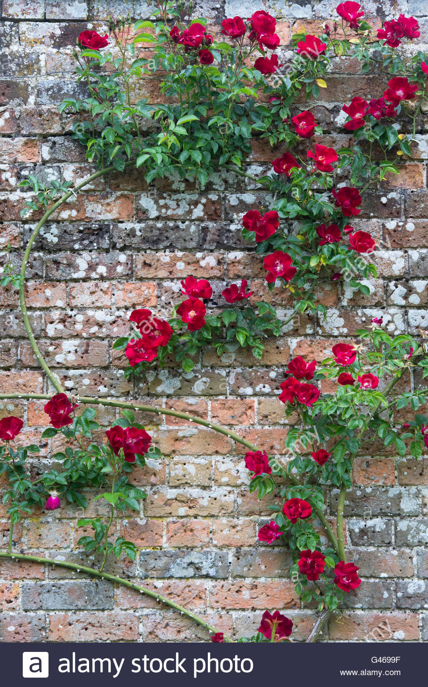 Roses Garden Climbing Stock Photos & Roses Garden Climbing Stock Images ...