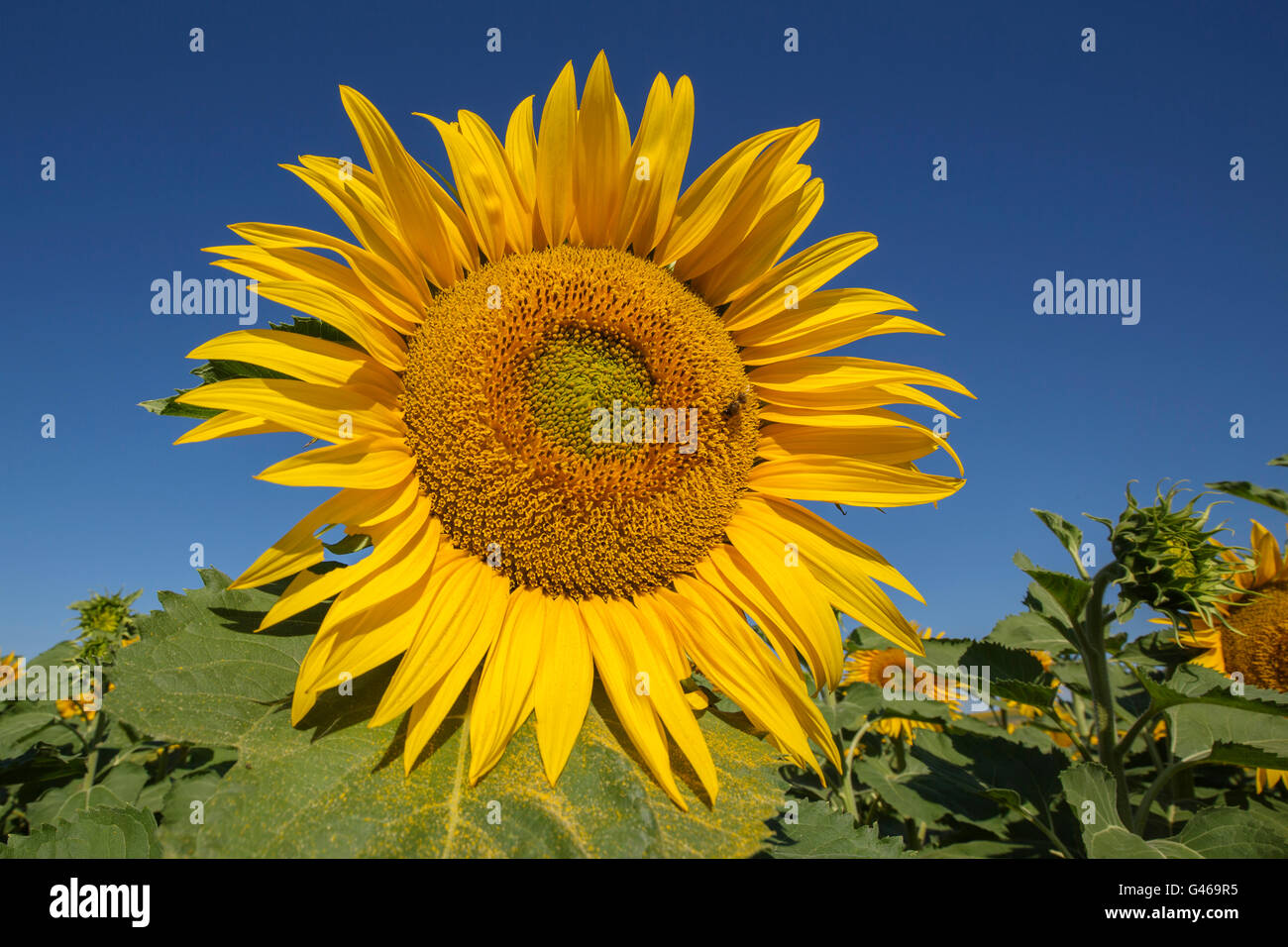 Helianthus annuus. Sunflowers field Cordoba province, Andalusia, Spain ...