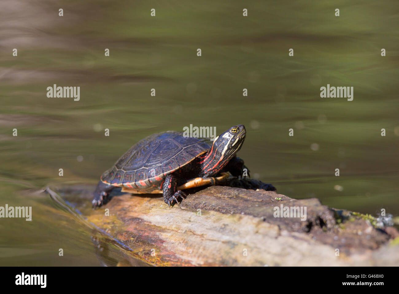 Chrysemys picta picta in pond hi-res stock photography and images - Alamy