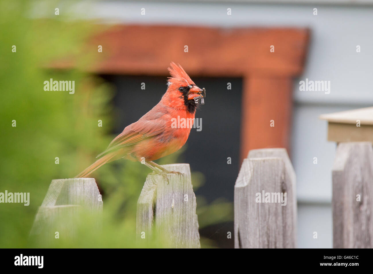 Male red cardinal in spring on a fresh green background Stock Photo - Alamy