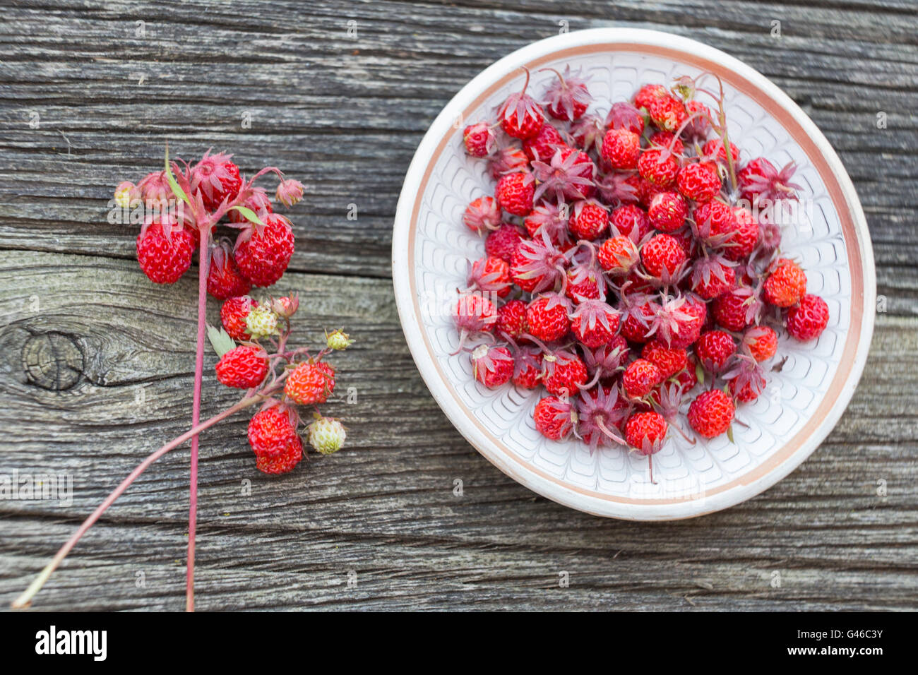 Virginia strawberry, wild strawberry, or common strawberry (Fragaria ...