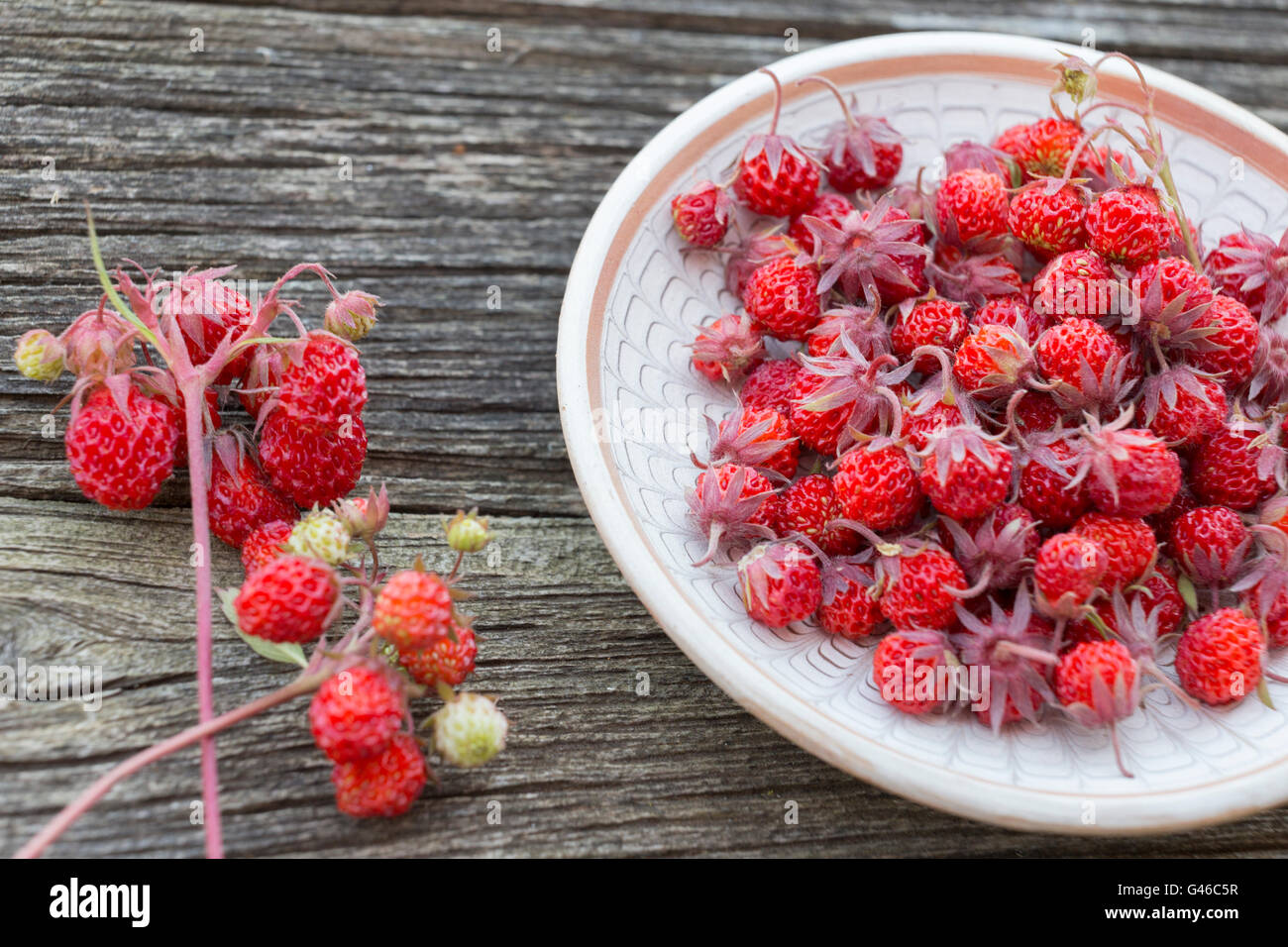 Virginia strawberry, wild strawberry, or common strawberry (Fragaria ...