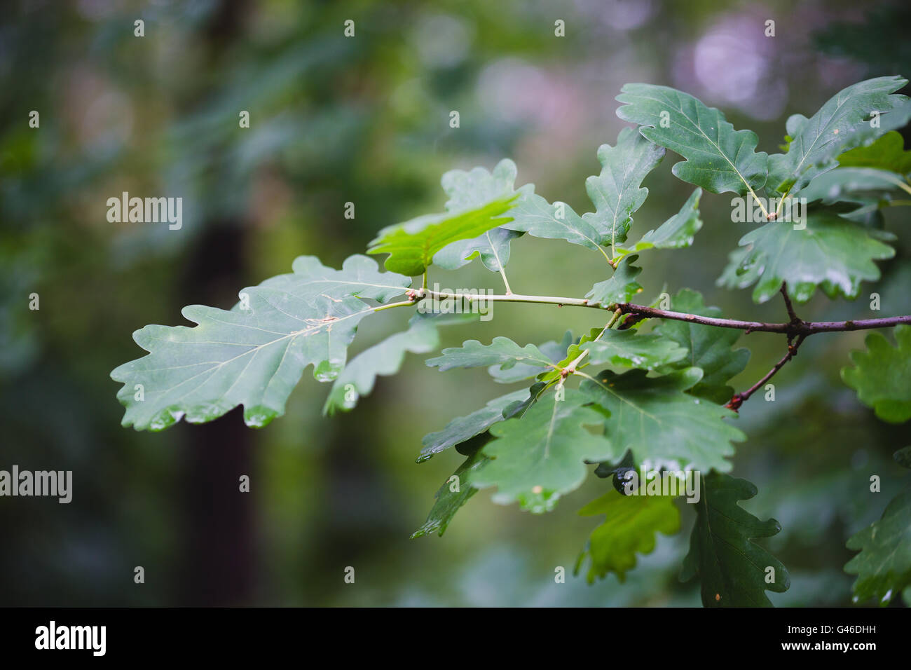 Green foliage beautiful young oak hi-res stock photography and images ...