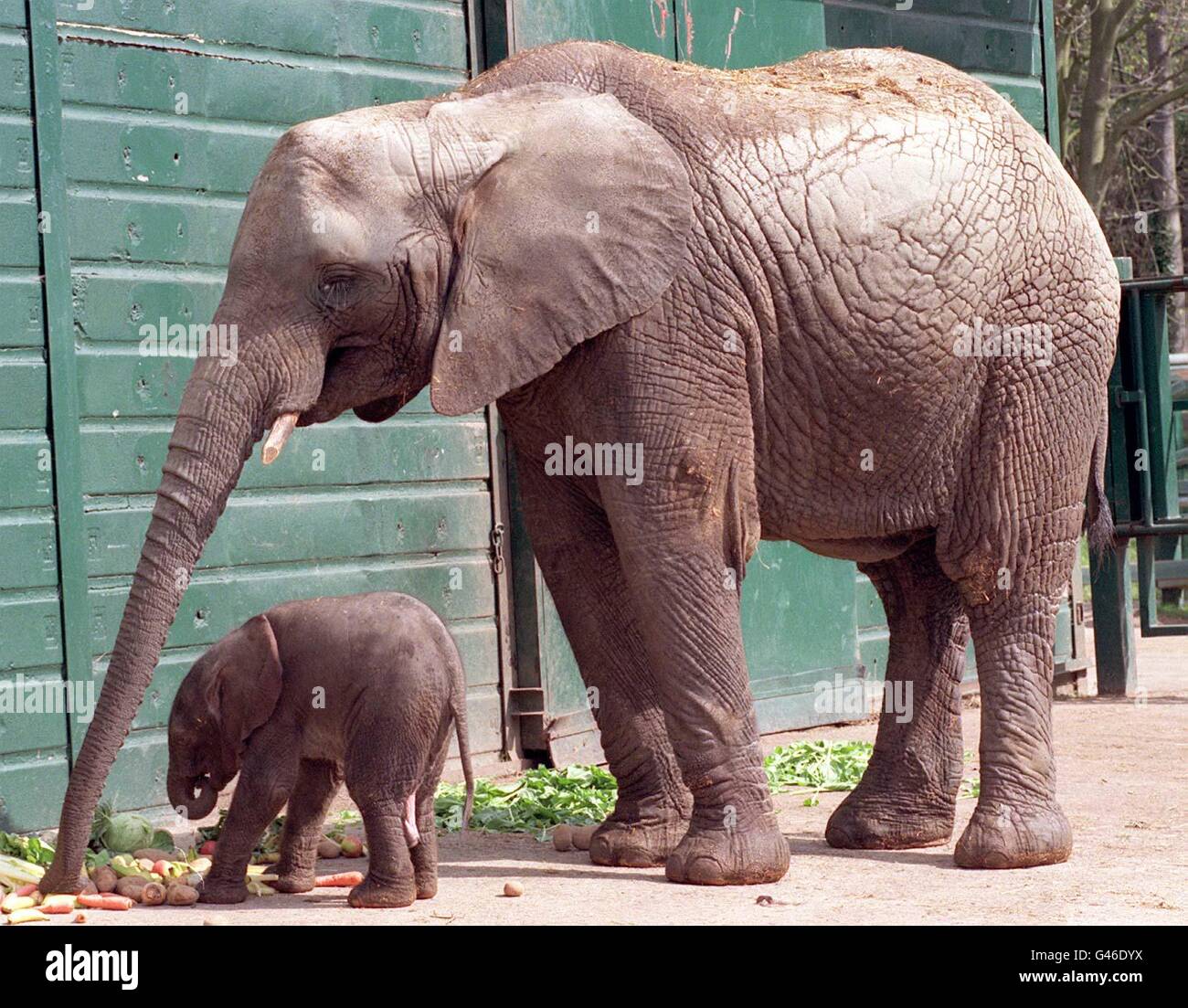 African elephant born in hi-res stock photography and images - Alamy