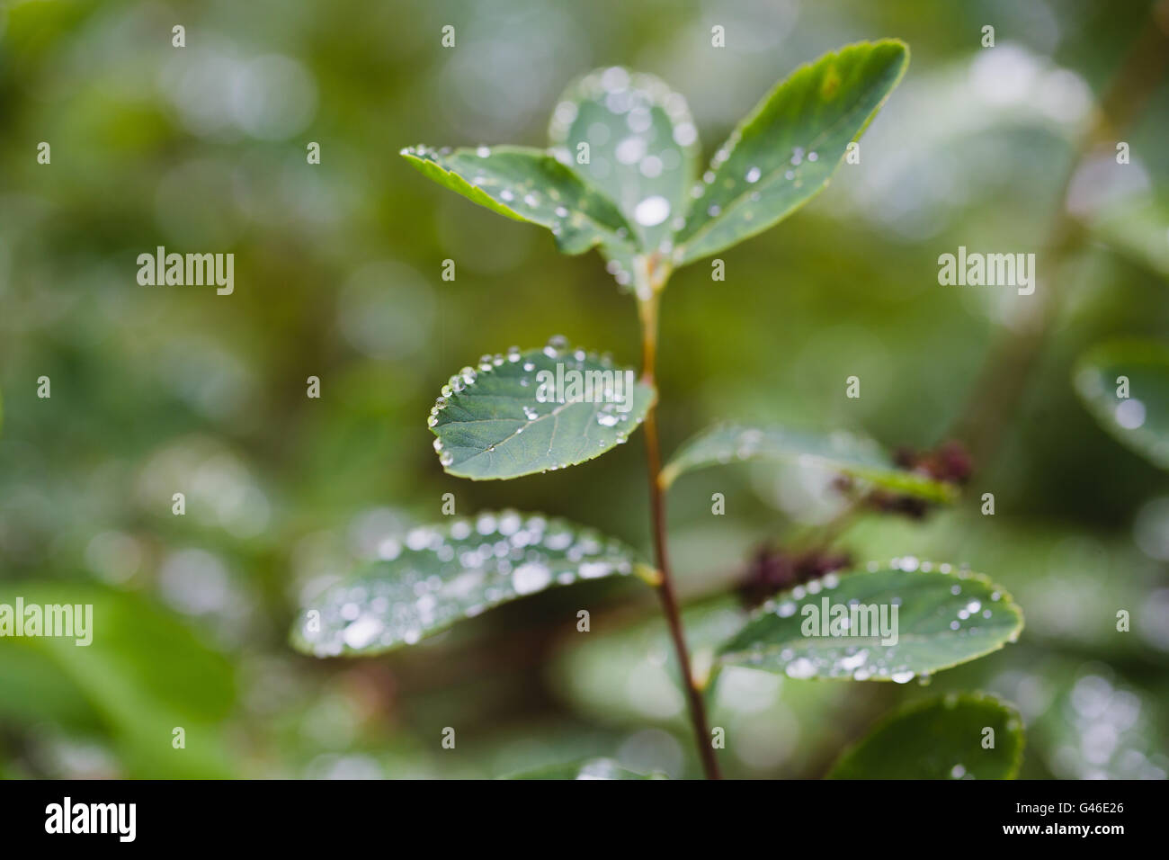 Dew drops close up Stock Photo - Alamy