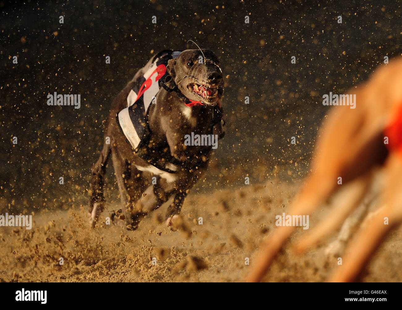 Greyhounds - Romford Greyhound Stadium. A dog gets covered in sand ...