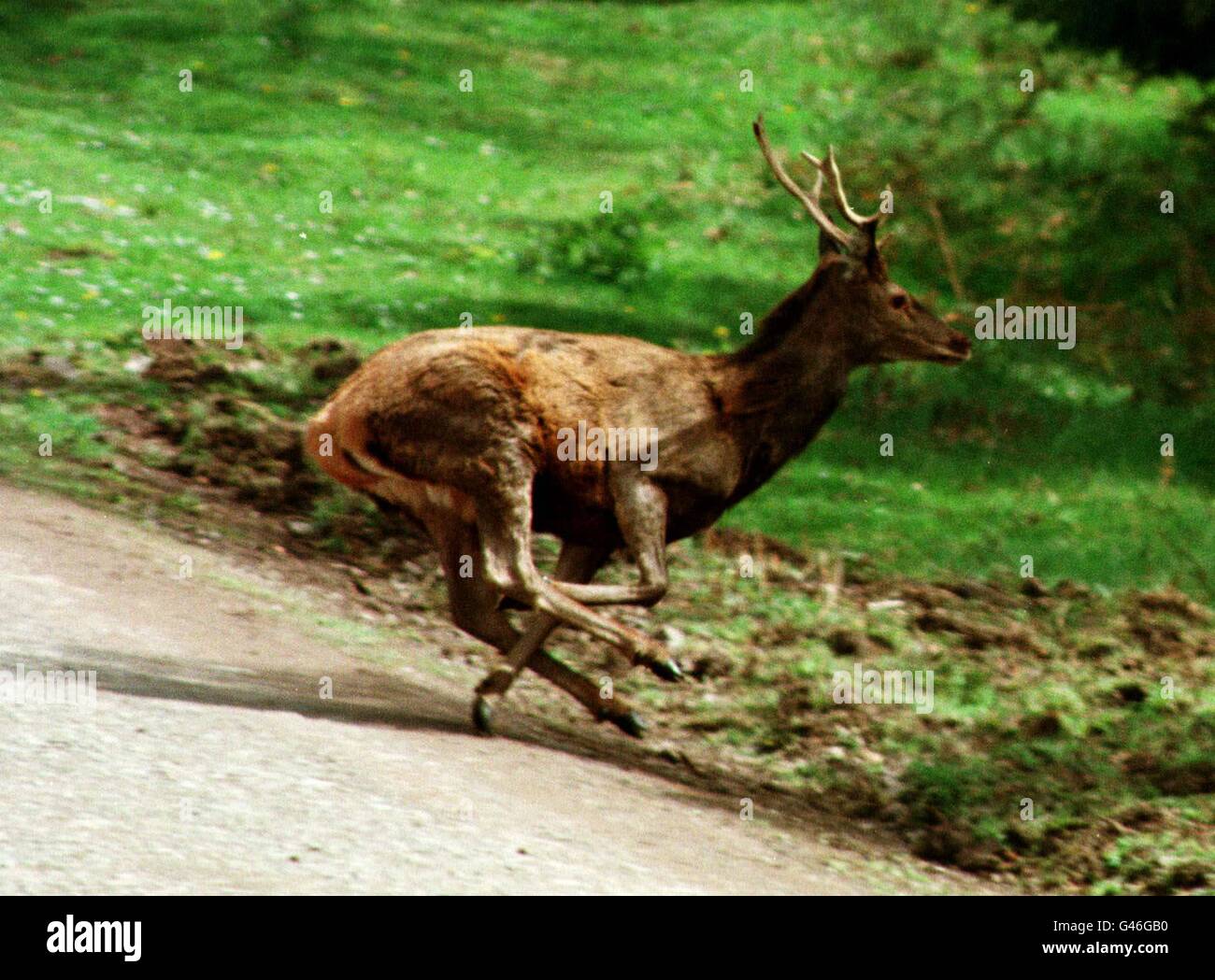 A Stag makes a speedy getaway from the Quantock Staghounds as they hunt ...