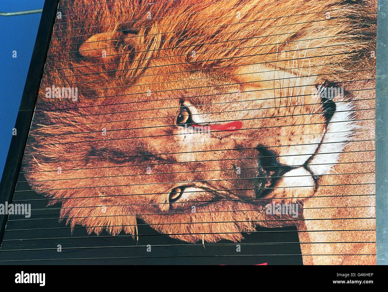 POLITICS Crying Lion Stock Photo - Alamy