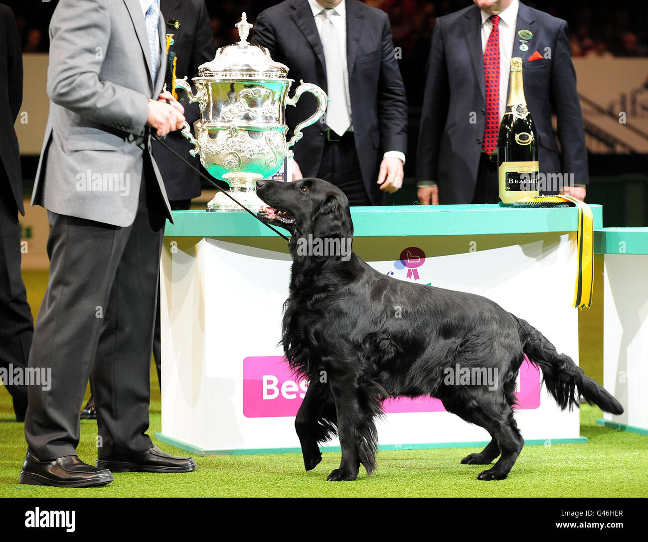 Wins best in show 120th crufts competition in nec hi-res stock ...