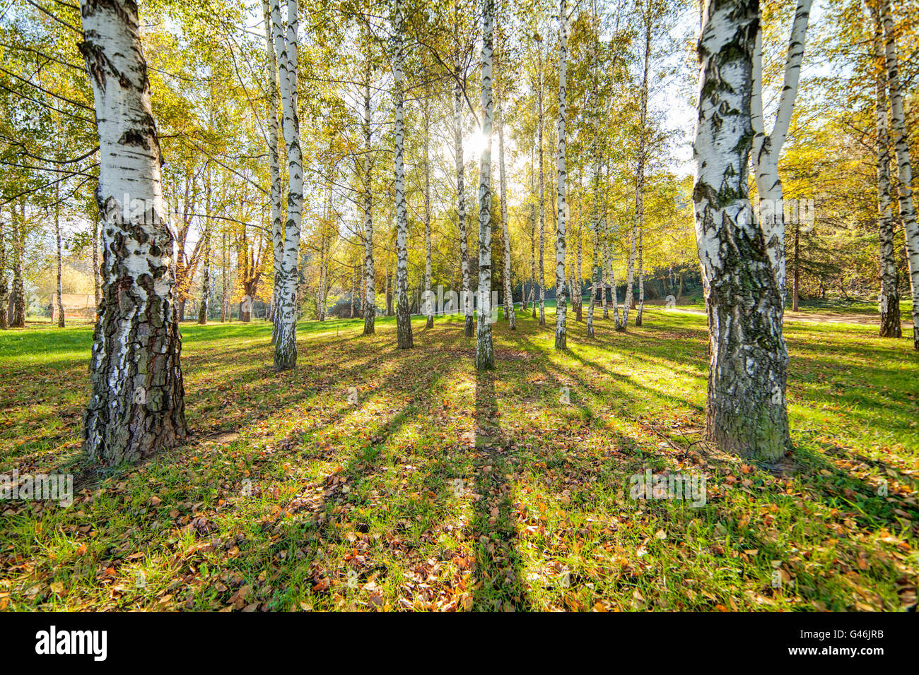 Park with silver birch trees Stock Photo - Alamy