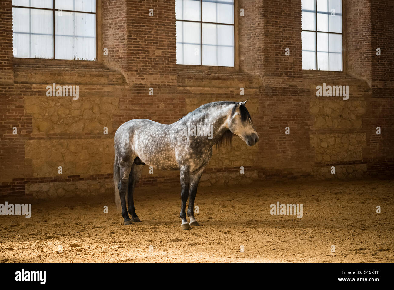 Stallion Standing High Resolution Stock Photography and Images - Alamy
