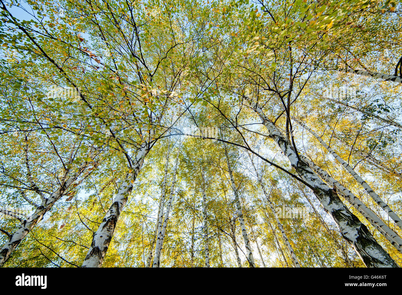 Park with silver birch trees Stock Photo - Alamy