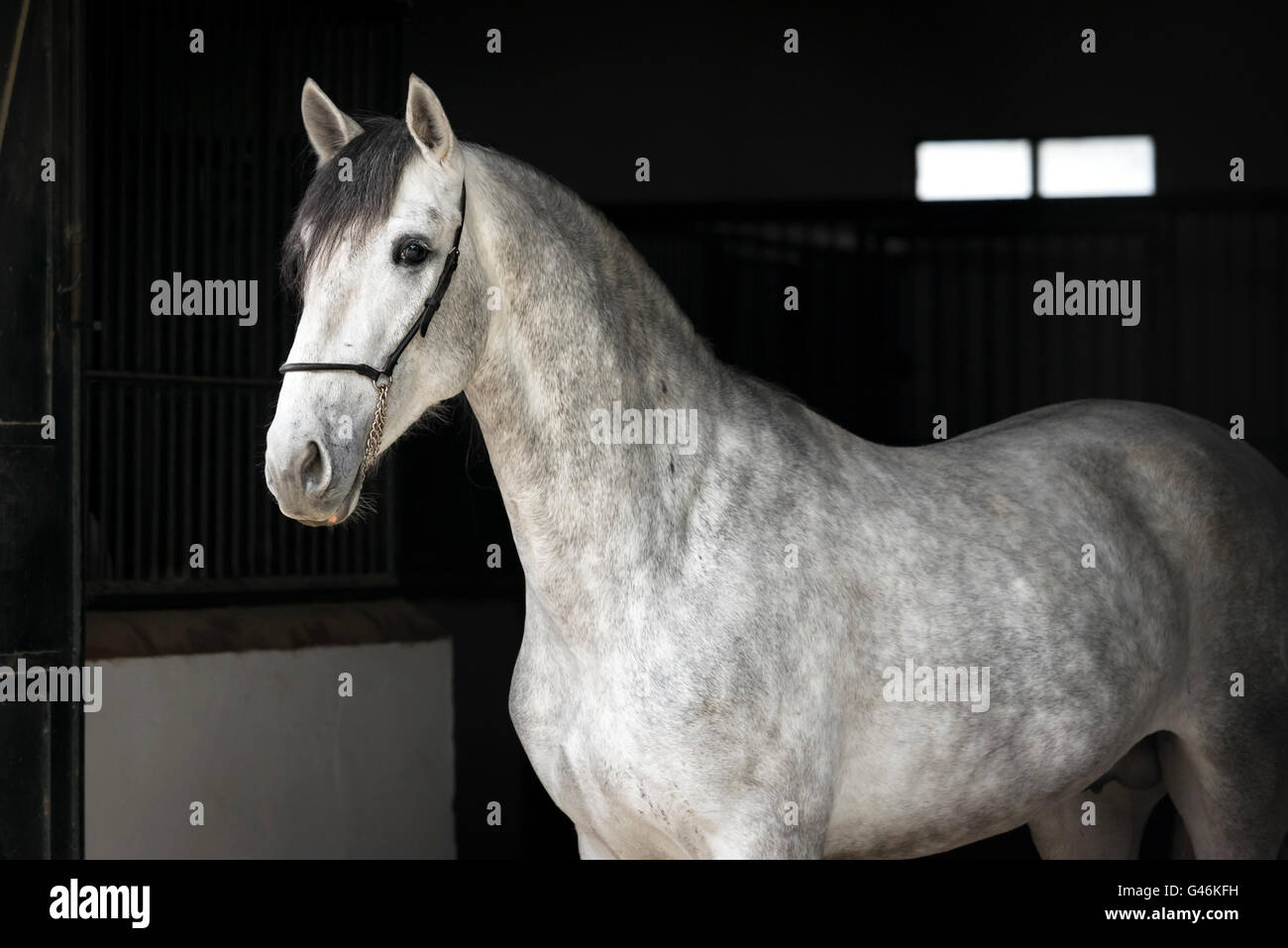 Beautiful PRE stallion portrait Stock Photo - Alamy