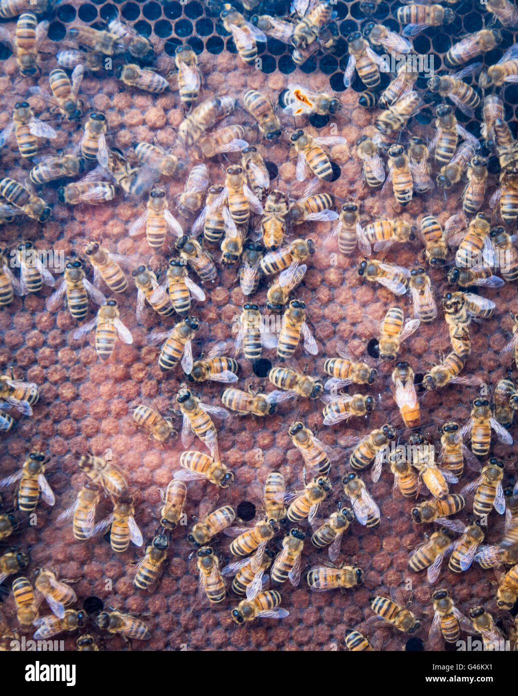 Beehive and bees showing in a glass case Stock Photo - Alamy