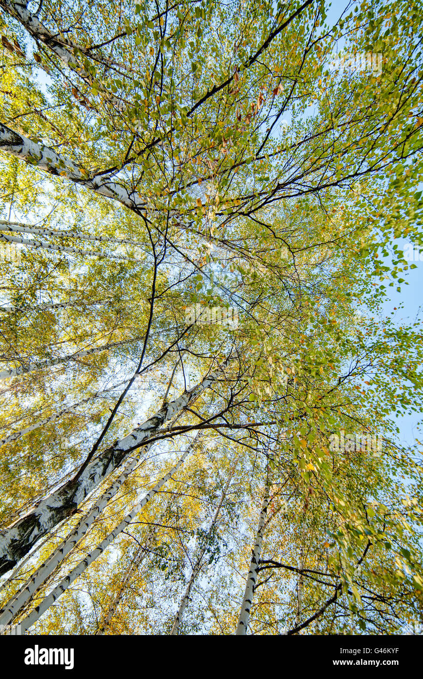 Park with silver birch trees Stock Photo - Alamy
