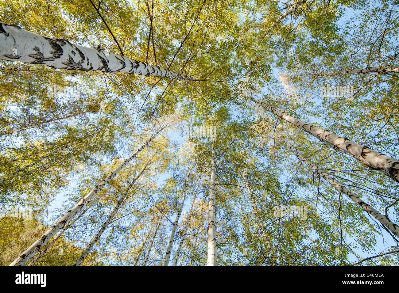 Park with silver birch trees Stock Photo - Alamy