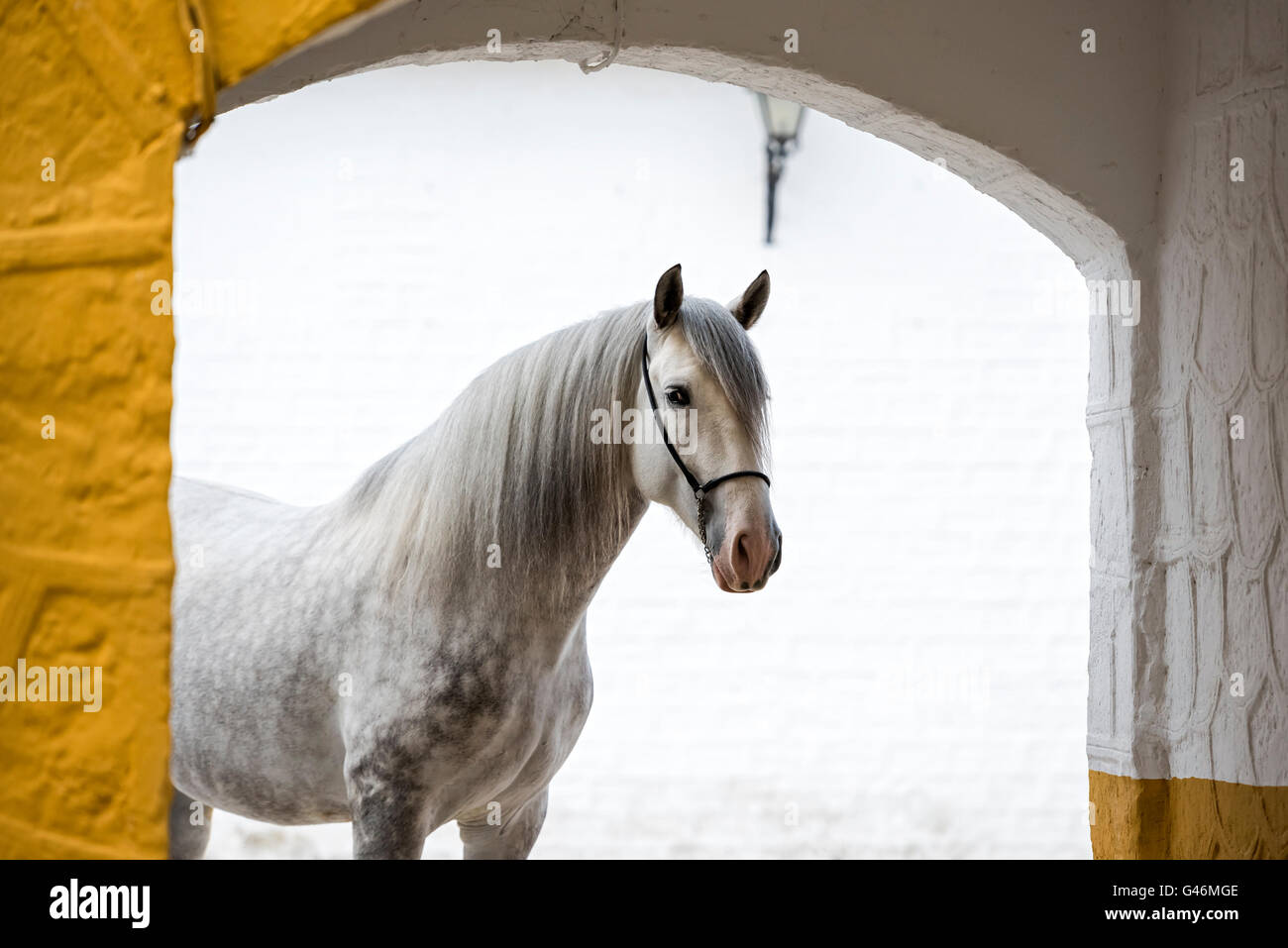 Stallion Head High Resolution Stock Photography and Images - Alamy