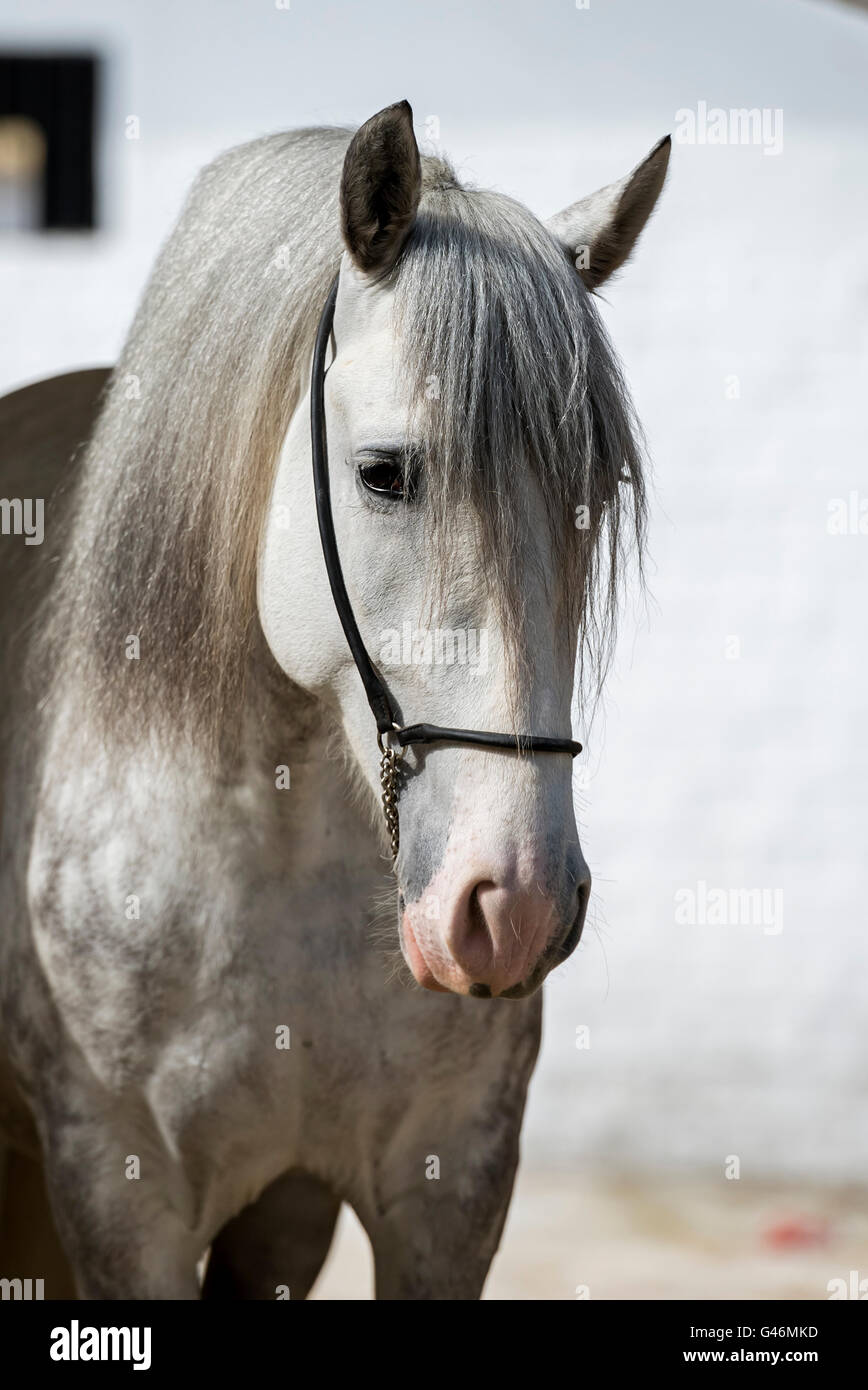 Beautiful PRE stallion portrait Stock Photo - Alamy