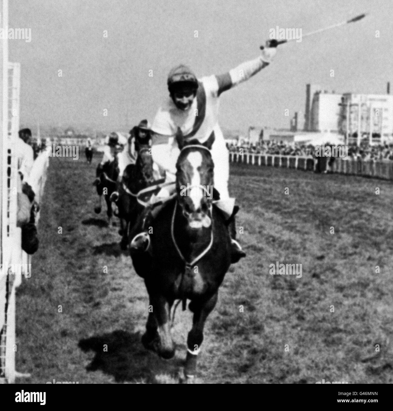 Bob champion aldaniti 1981 hi-res stock photography and images - Alamy