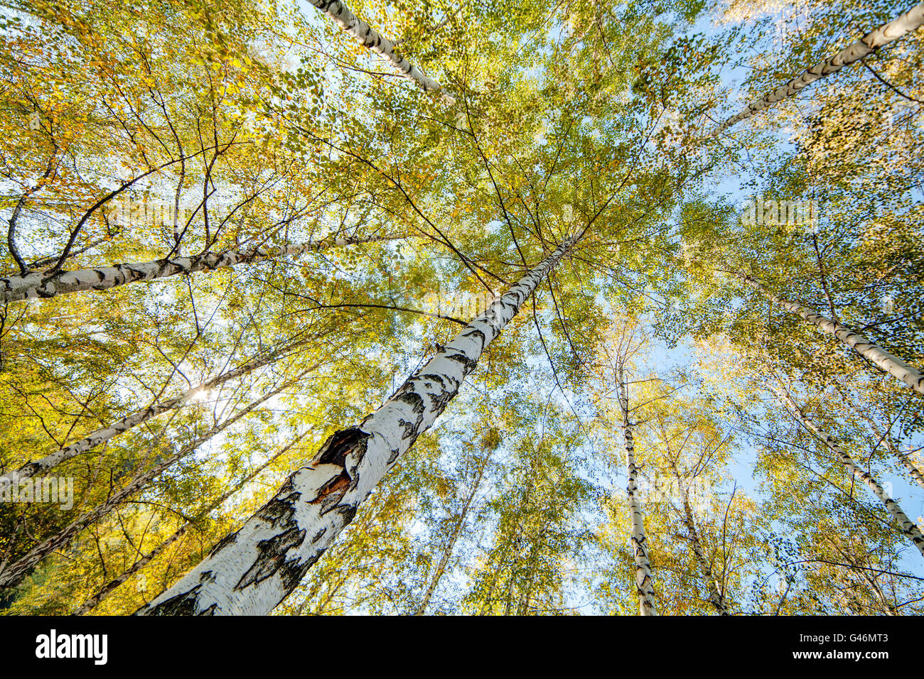 Park with silver birch trees Stock Photo - Alamy