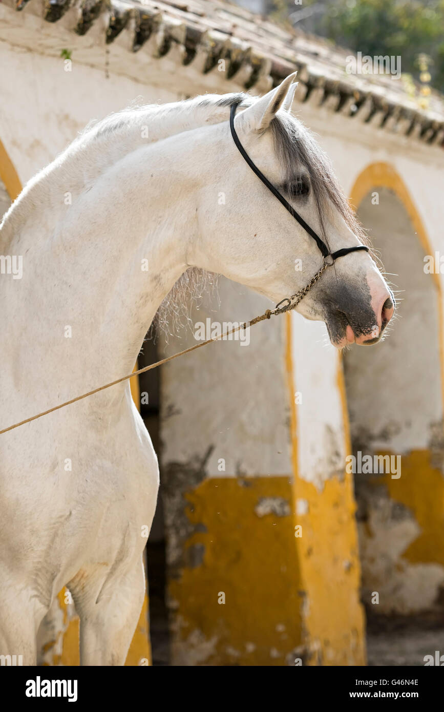 Beautiful PRE stallion portrait Stock Photo - Alamy
