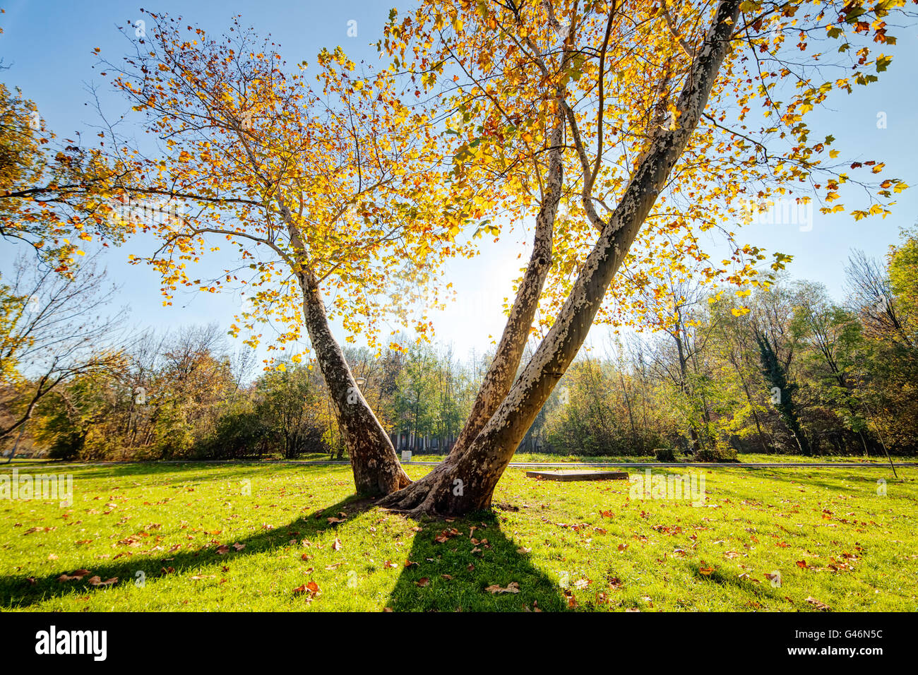 trees with fallen leaves Stock Photo - Alamy