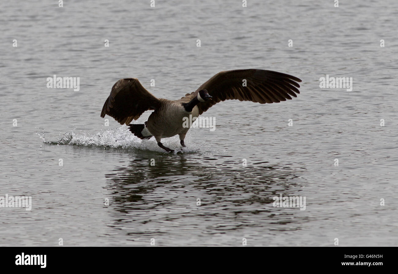 Emotional wildlife photo hi-res stock photography and images - Alamy