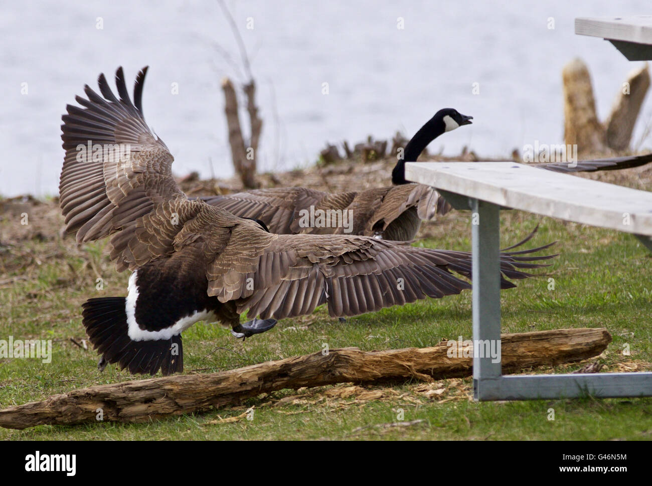 Image with the goose chasing his rival Stock Photo - Alamy