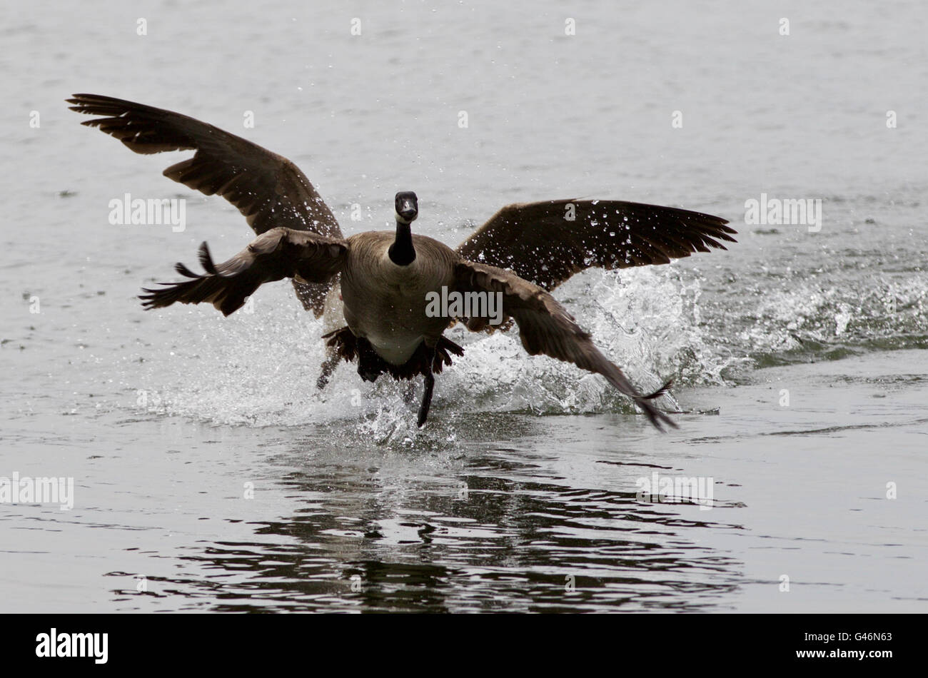 Expressive isolated photo with the Canada goose flying away from his ...